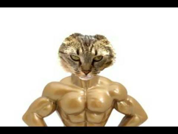 Buf cat | Muscle Growth | Know Your Meme