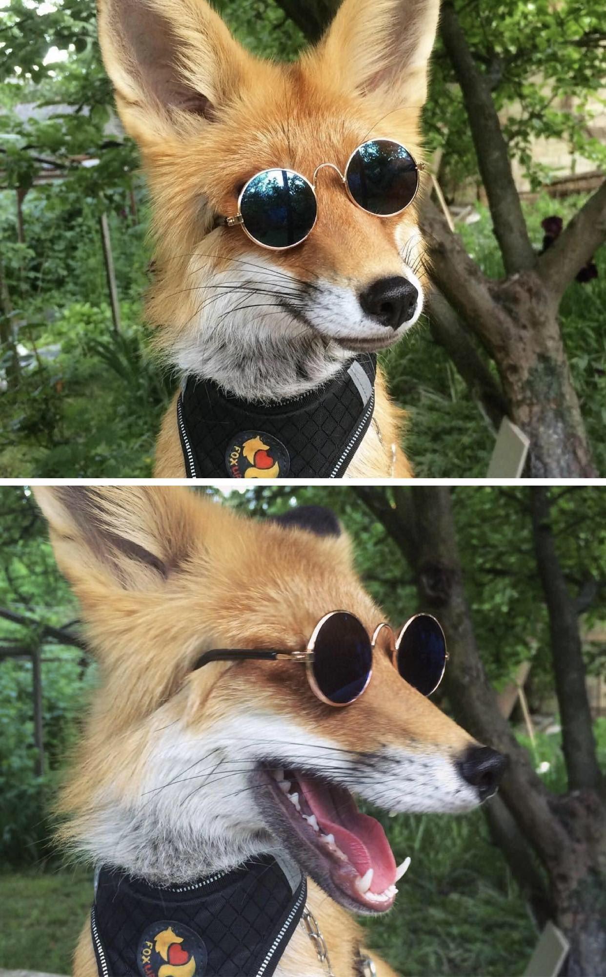One cool fox | Animals | Know Your Meme