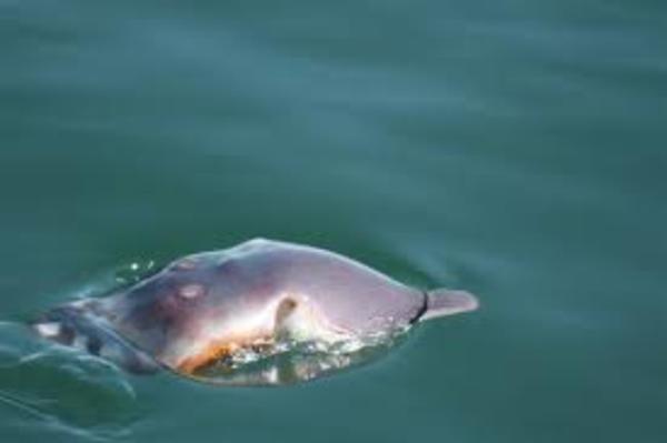 Uh.... | Animals | Know Your Meme