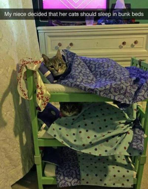 Cats in bunk beds | Cats | Know Your Meme