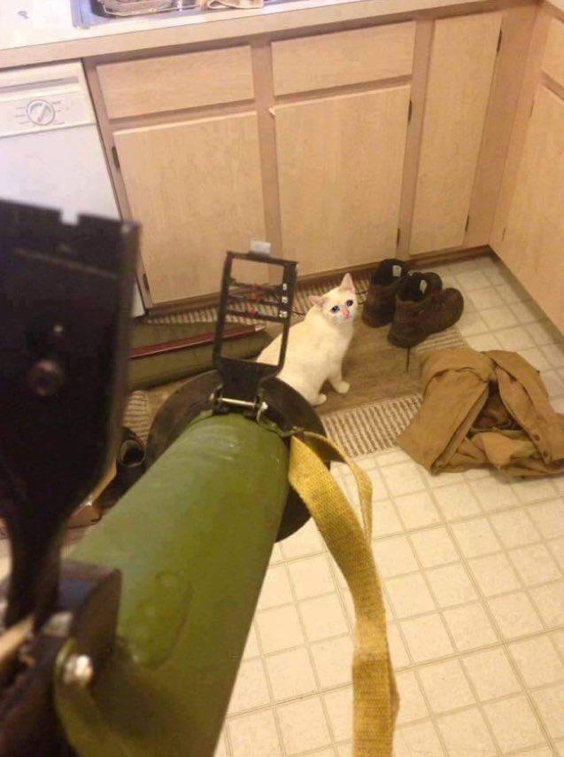 Demise | Crying Cat | Know Your Meme