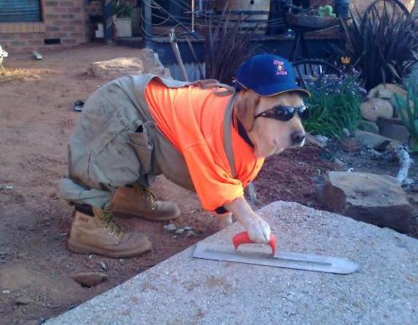 Construction Dog | Dogs | Know Your Meme