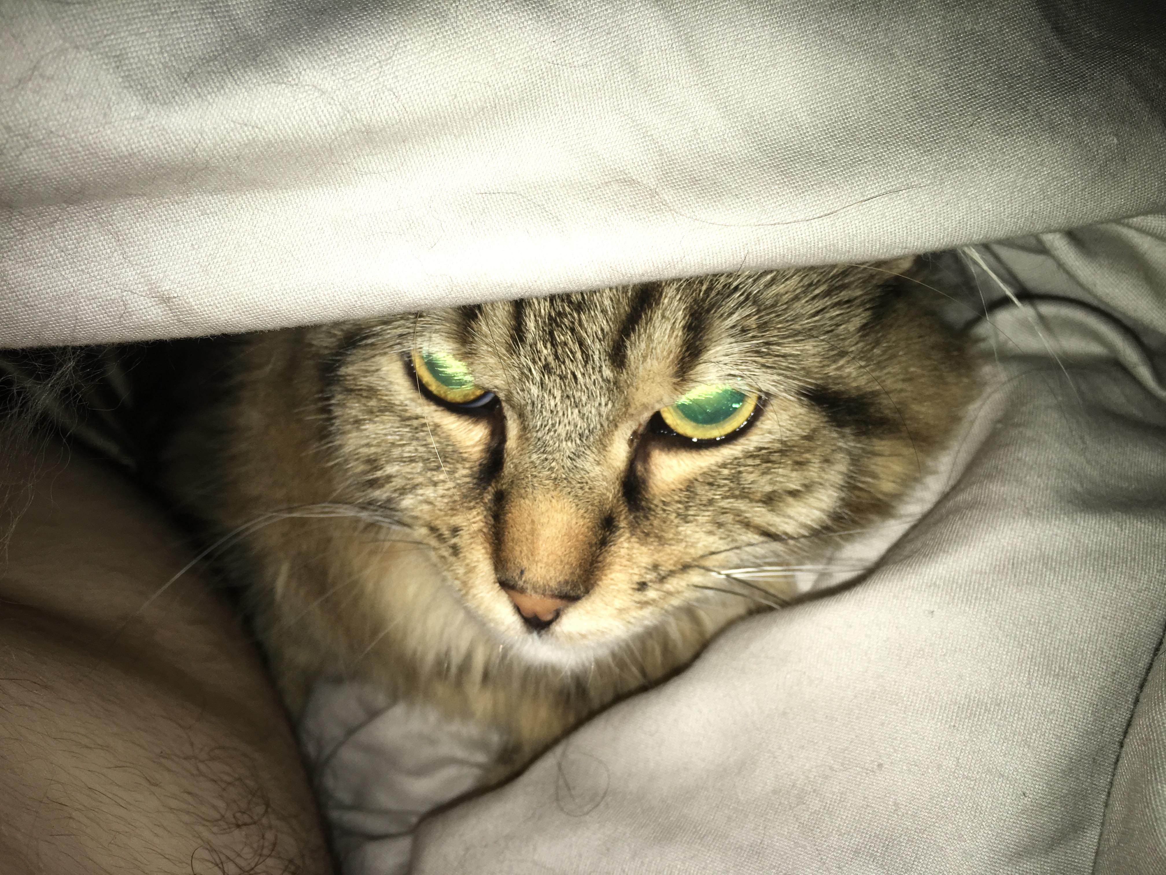 Wrapped Cat | Cats | Know Your Meme