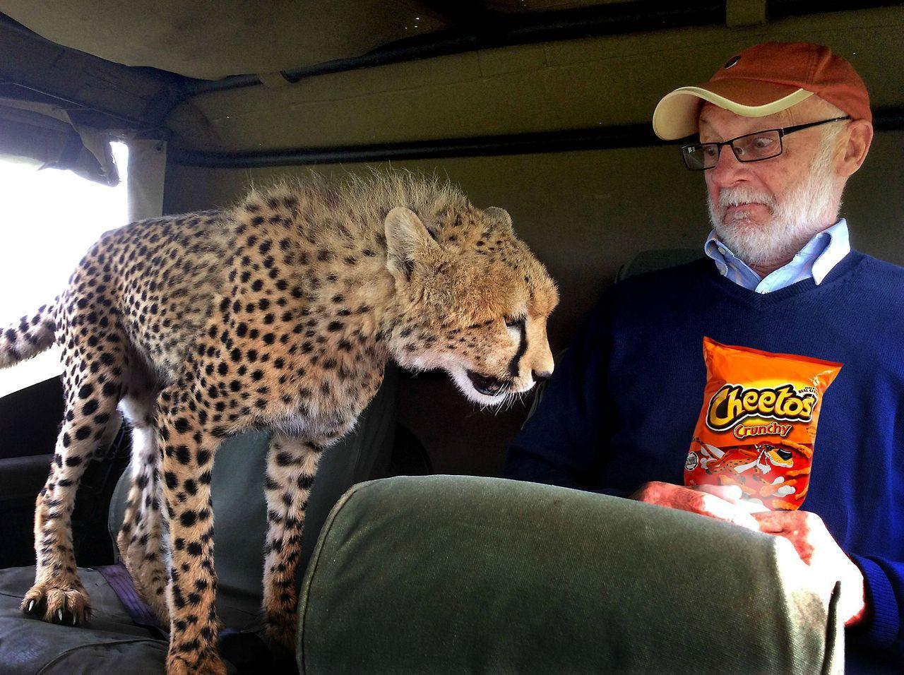 Cheetah wants a cheeto | Animals | Know Your Meme