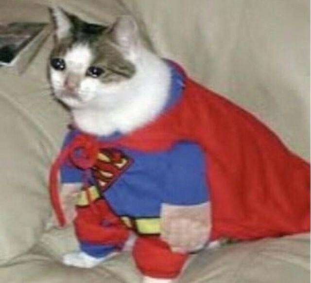 superman | Crying Cat | Know Your Meme