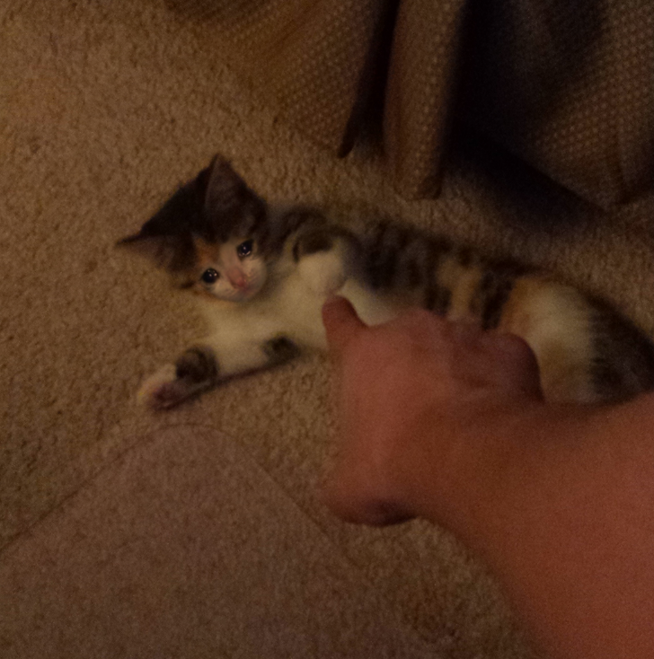 tickle | Crying Cat | Know Your Meme