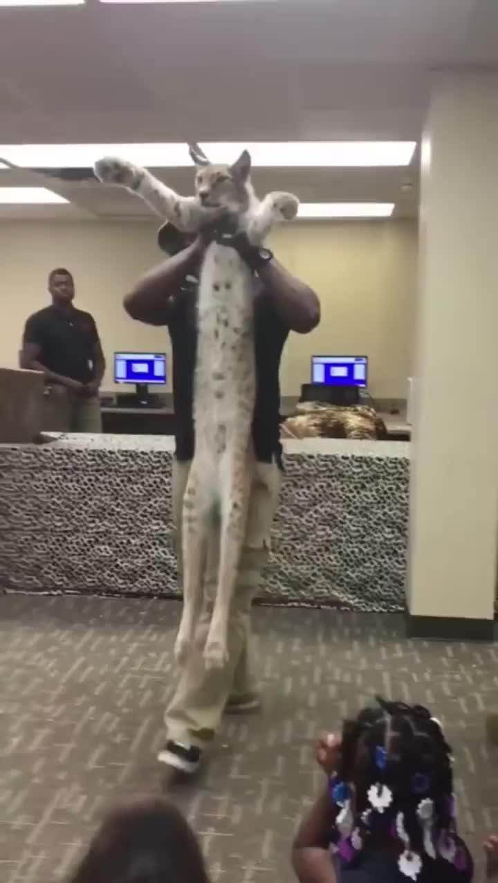 Long lynx is long | Cats | Know Your Meme