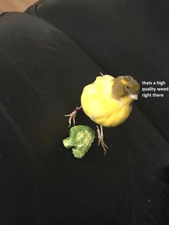 That’s a high quality weed. | Birds | Know Your Meme