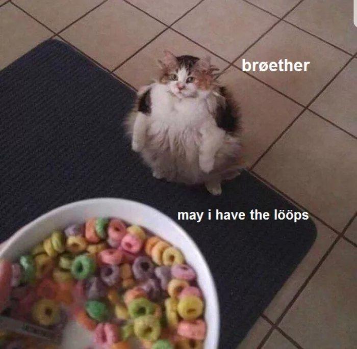 Broother, the Loops | Cats Wanting Fruit Loops | Know Your Meme
