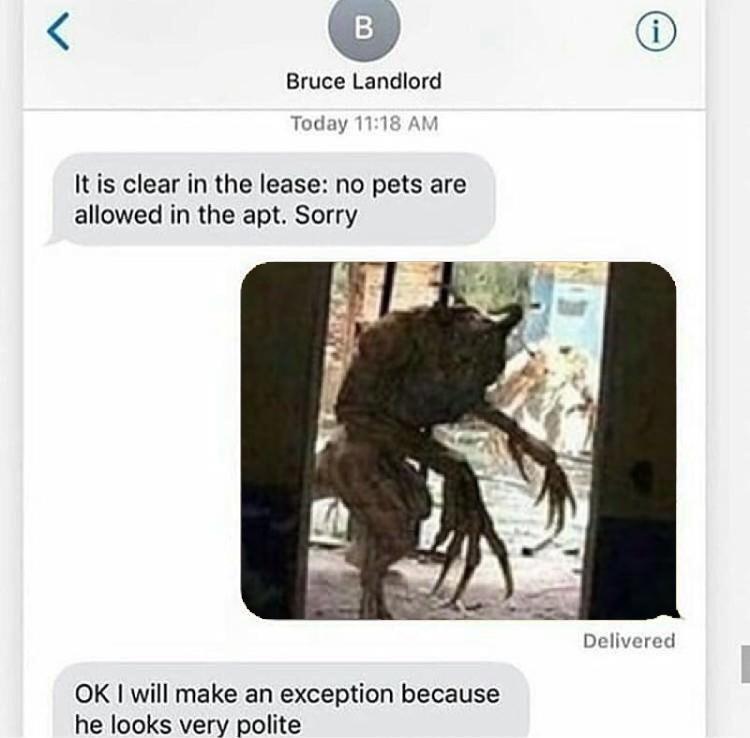 Apyr Polite Cat | Polite Cat | Know Your Meme