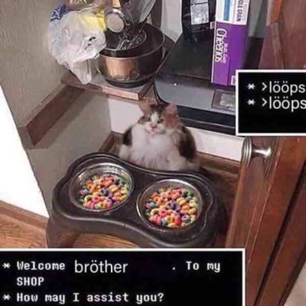 HÖĪ | Cats Wanting Fruit Loops | Know Your Meme