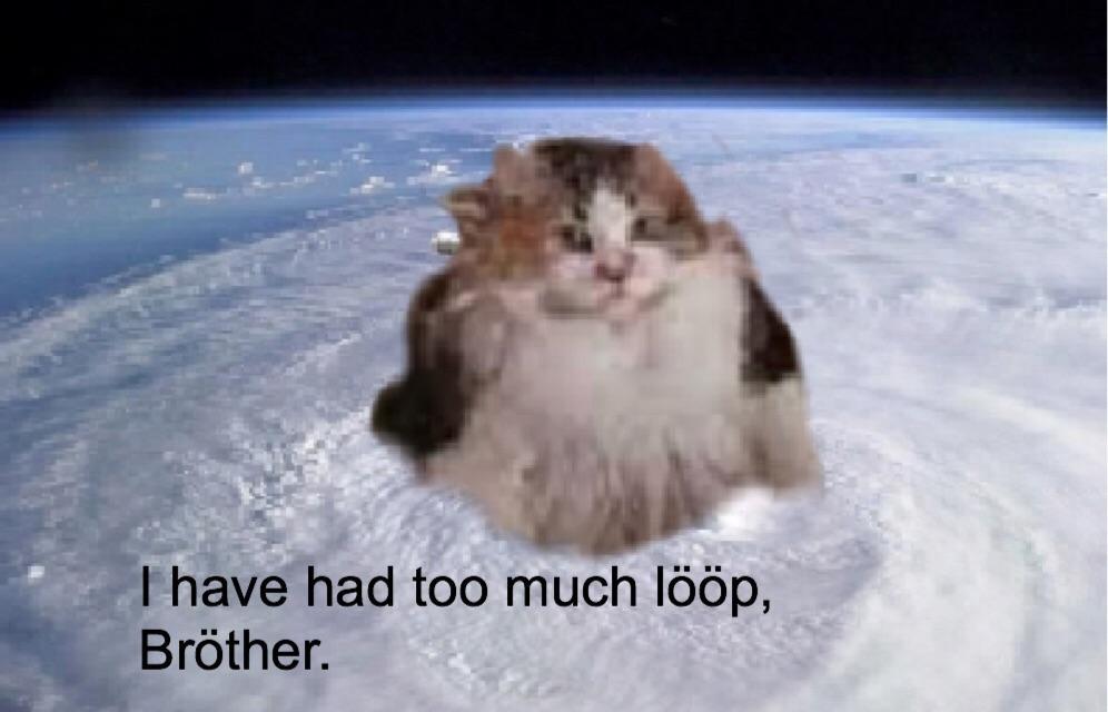 I fit many lööp | Cats Wanting Fruit Loops | Know Your Meme