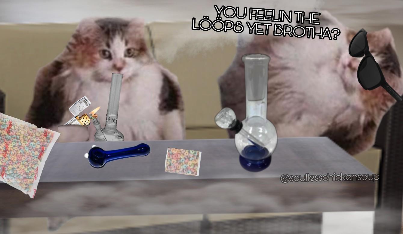 You Feelin The LÖÖPS Yet Brotha? | Cats Wanting Fruit Loops | Know Your ...