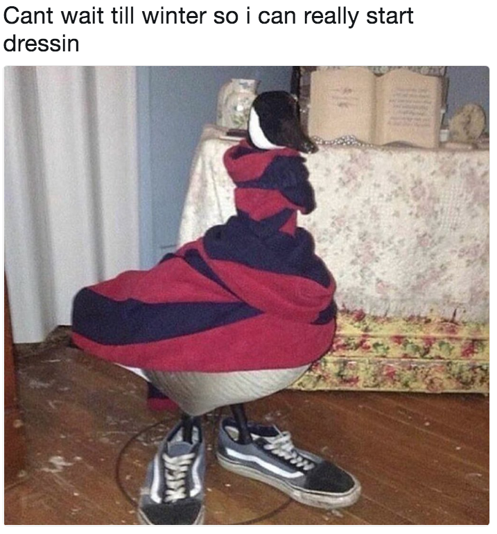Swan dressed for winter | Really Start Dressin | Know Your Meme