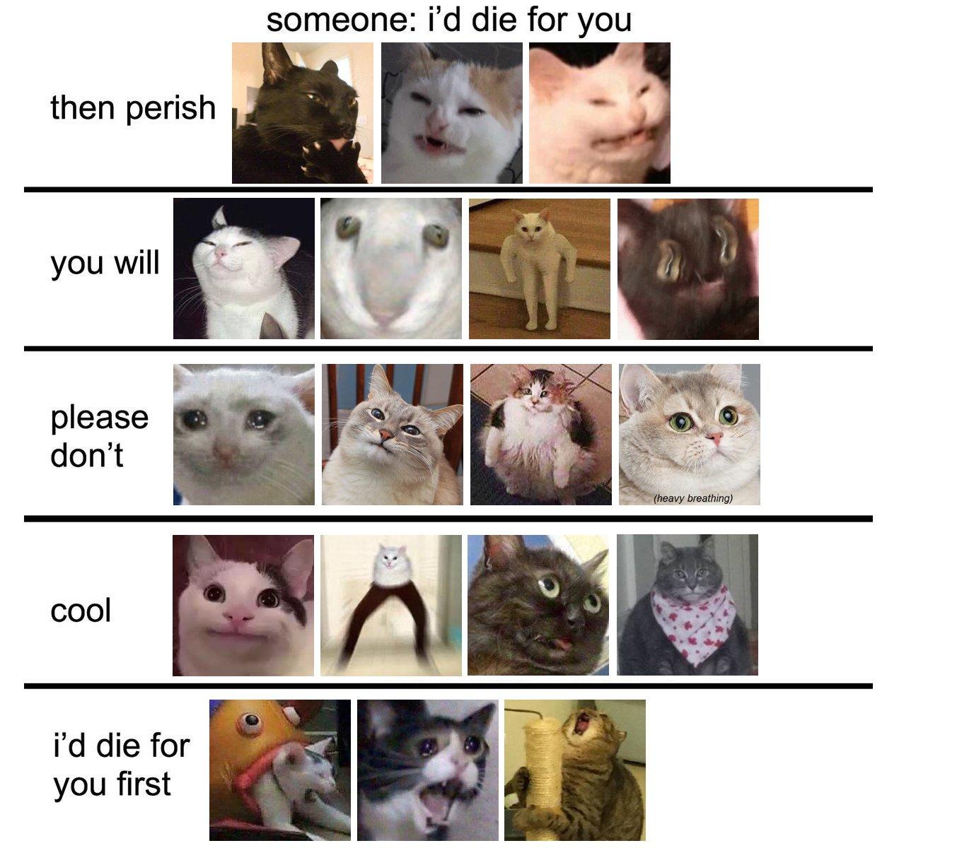 Я создал монстра | Cats | Know Your Meme
