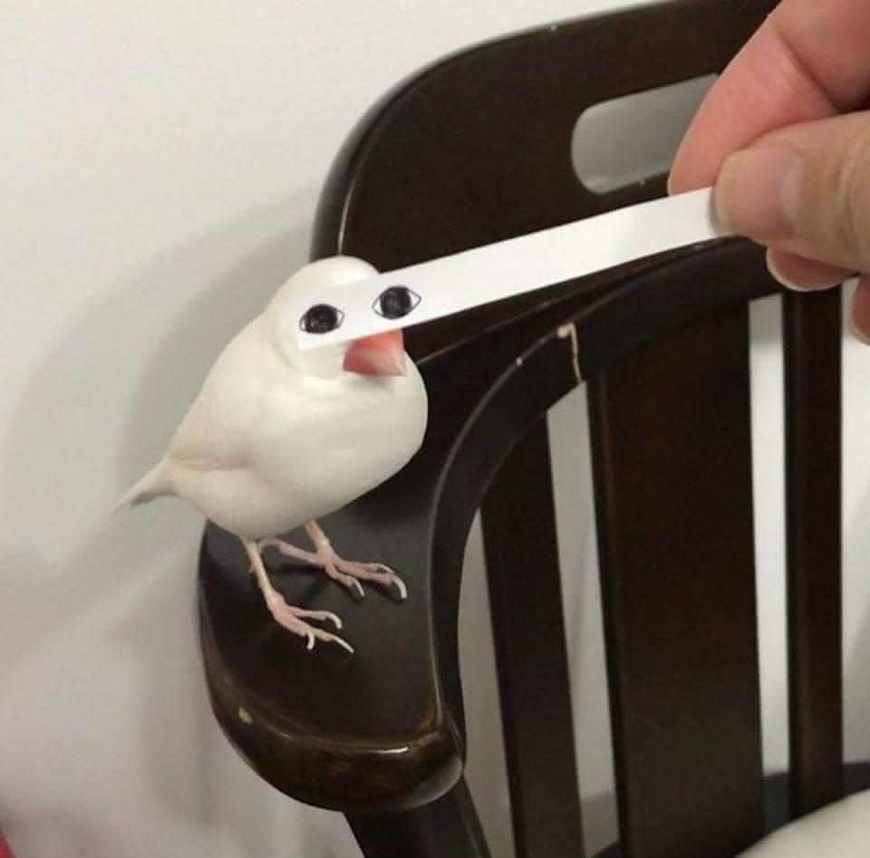 Eyes | Birds | Know Your Meme