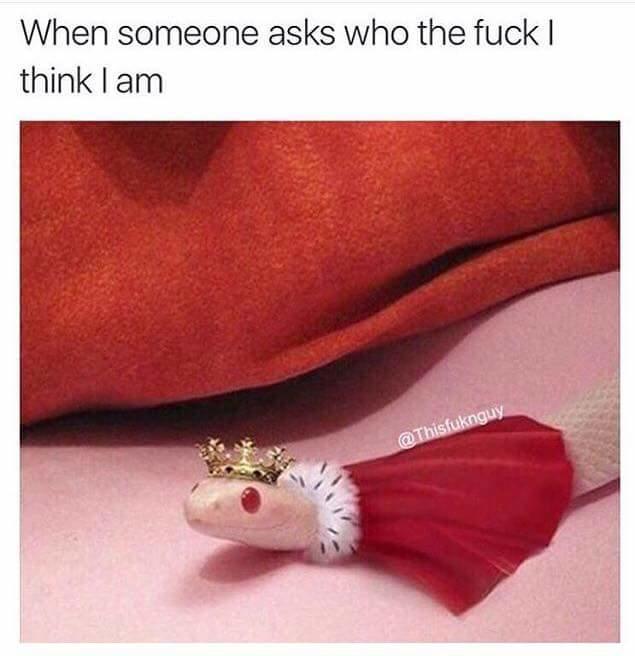 King of Sneks | Snakes | Know Your Meme