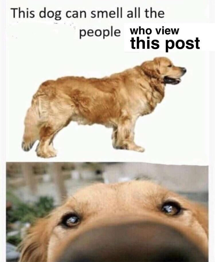 damn, you caught me. | Dogs | Know Your Meme