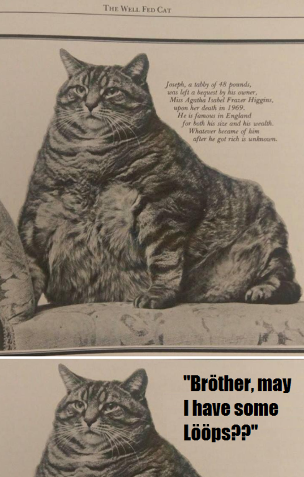 His tummy holds many Loops | Cats Wanting Fruit Loops | Know Your Meme