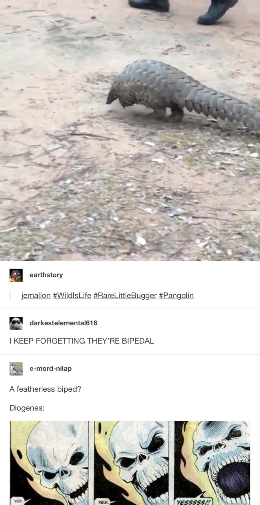 I also didn’t realize they were bipedal | Tumblr | Know Your Meme