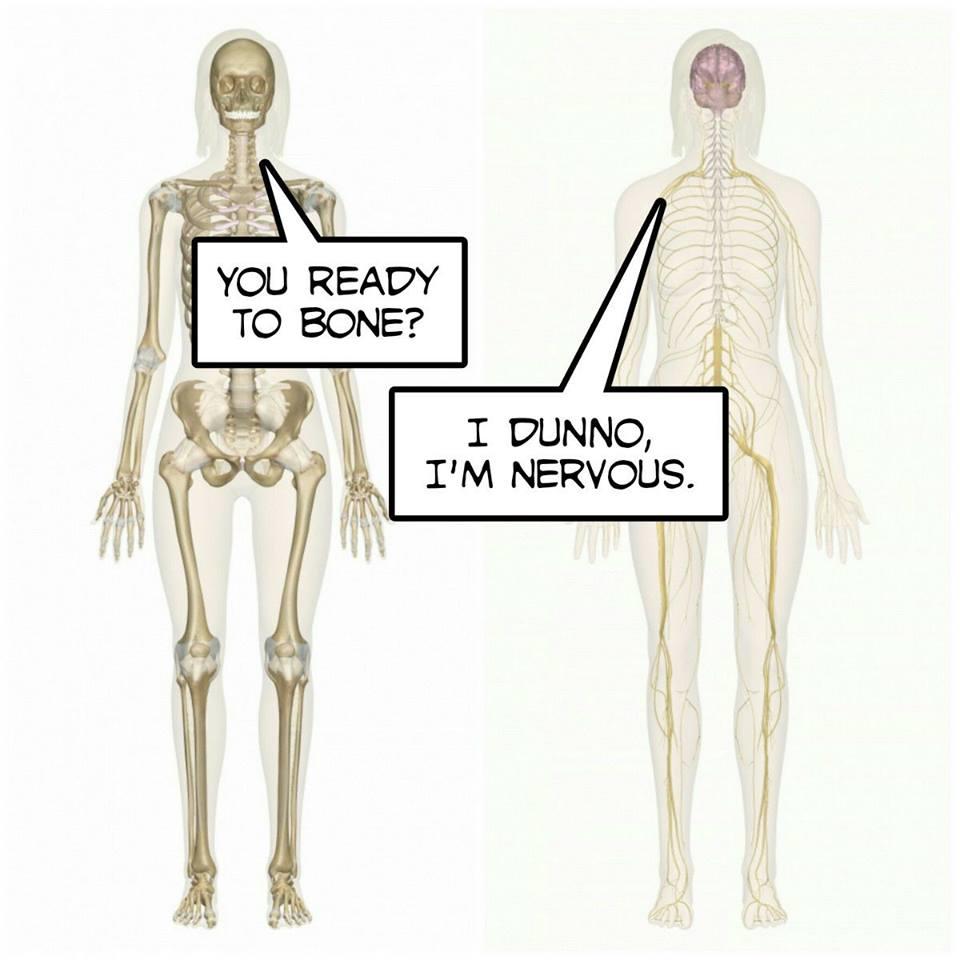 bodily systems | Pun | Know Your Meme