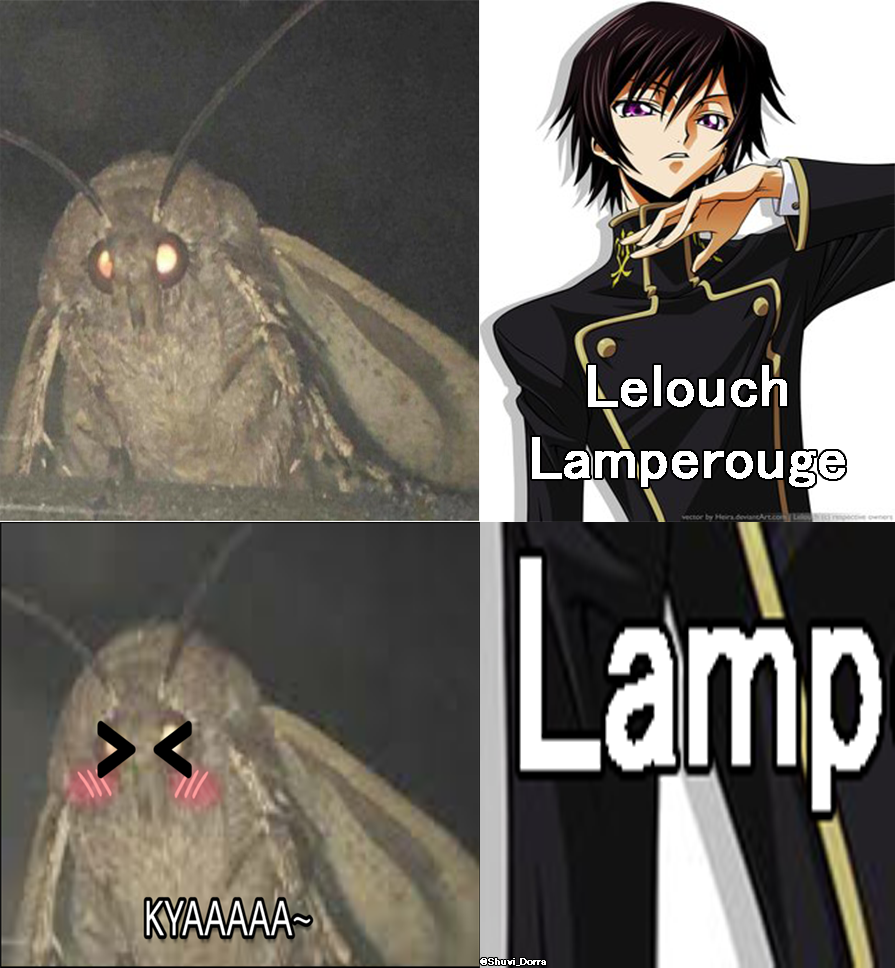 LÄMP | Moth Lamp | Know Your Meme