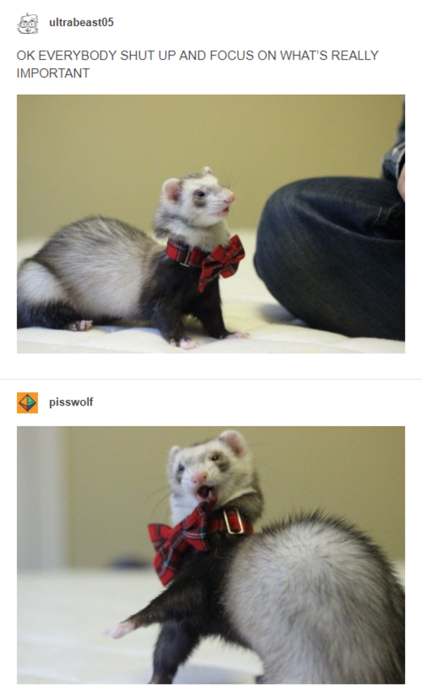 Dapper Friend | Animals | Know Your Meme