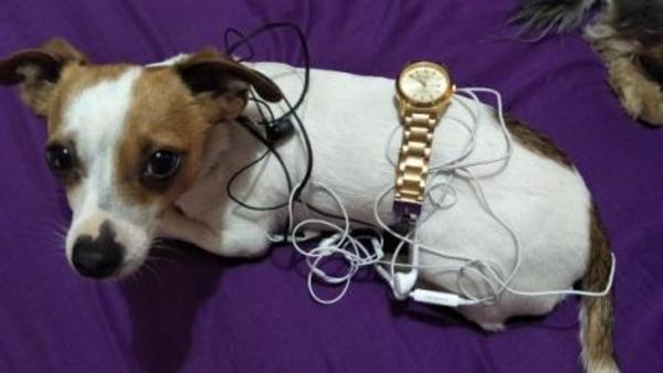 Dog bomb | 2018 Explosive Device Packages | Know Your Meme