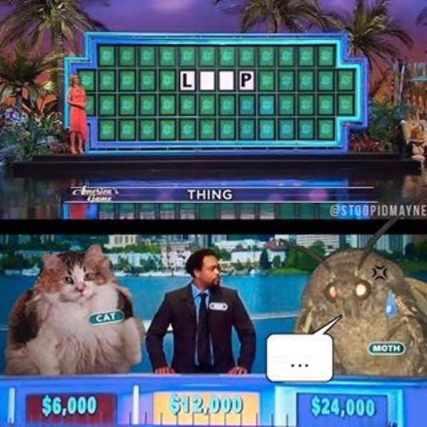 loop or lamp | Cats Wanting Fruit Loops | Know Your Meme