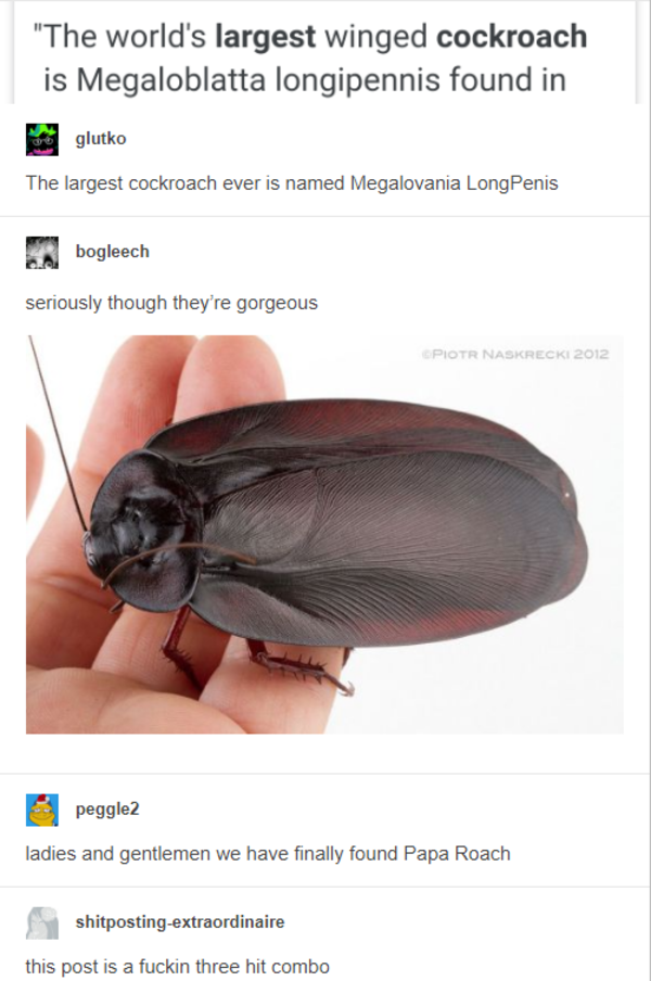 LongPenis | Tumblr | Know Your Meme