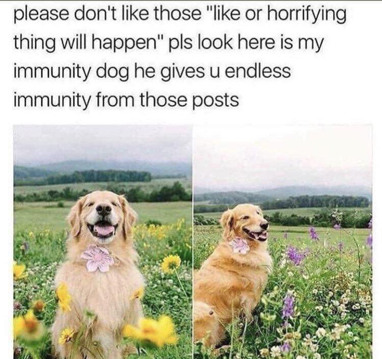 Don't do it | Dogs | Know Your Meme