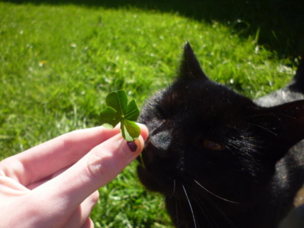 Unlucky Clover Cat | Lucky Clover Cat | Know Your Meme