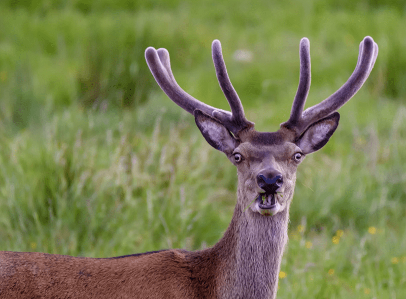 Silly deer | Derp | Know Your Meme