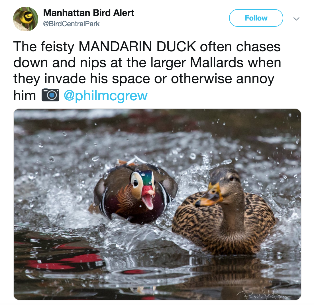 ANGERY | Central Park Mandarin Duck | Know Your Meme