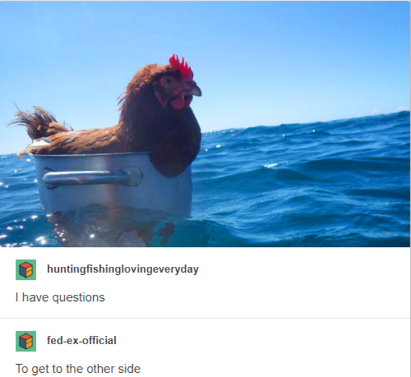 Seafaring Chicken | Animals | Know Your Meme