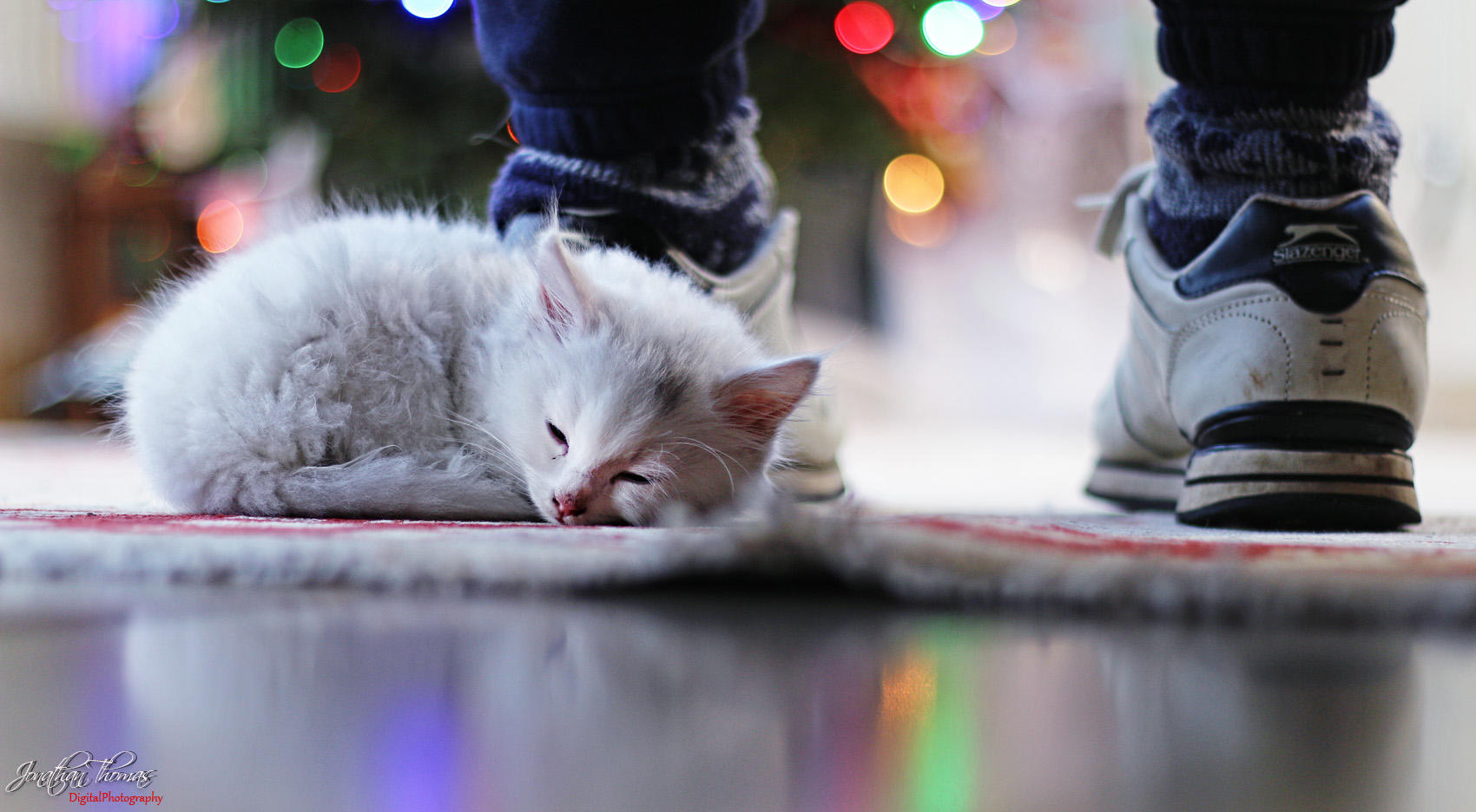 My Happy Place | Cats | Know Your Meme