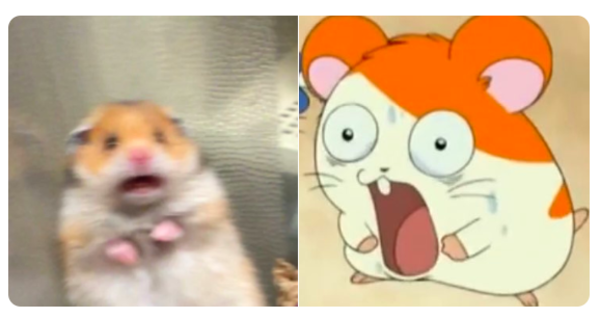 Hamtaro | Scared Hamster | Know Your Meme
