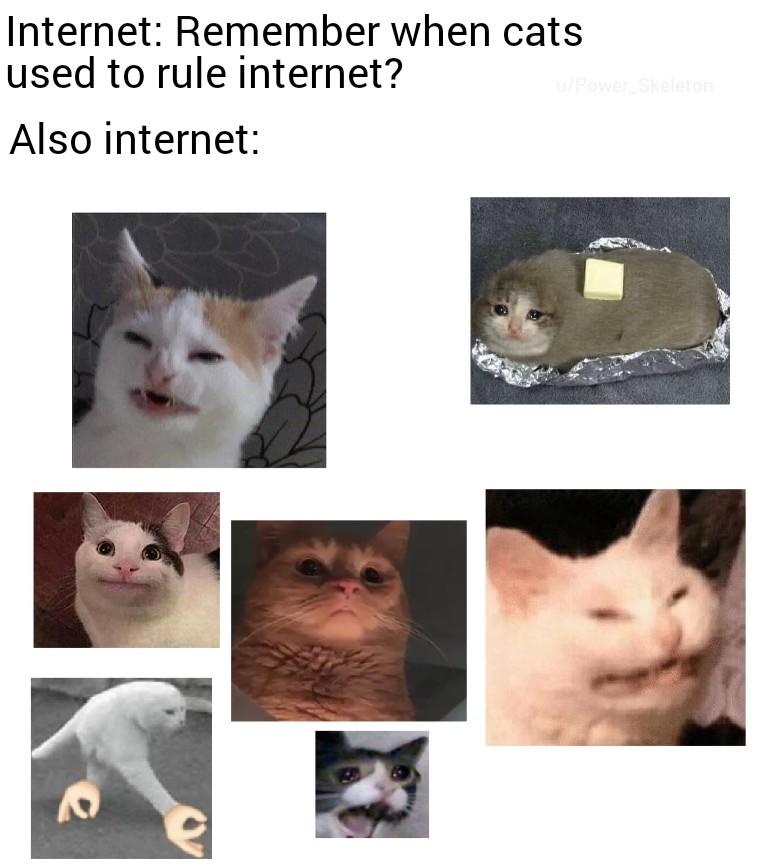 Remember when cats used to rule Internet? | Cats | Know Your Meme