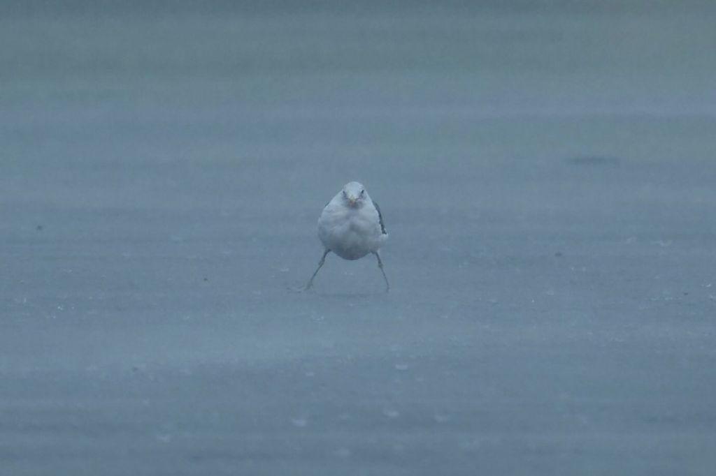 menacing | Birds | Know Your Meme