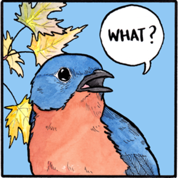 What? | Reaction Images | Know Your Meme