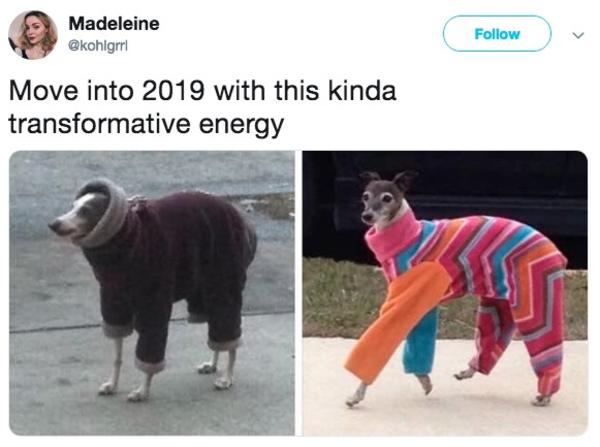Dogs | Energy I'm Taking Into 2019 | Know Your Meme