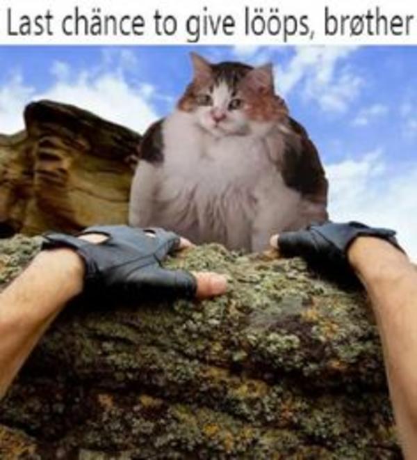 Last chänce to give lööps, brøther | Cats Wanting Fruit Loops | Know ...