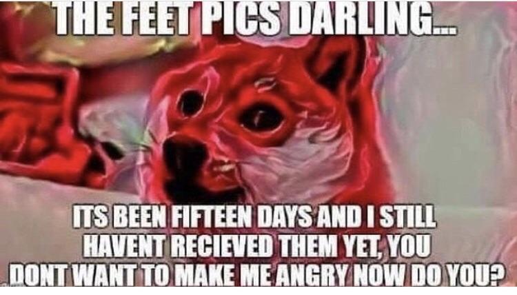 Doge | The Feet Pics, Darling | Know Your Meme