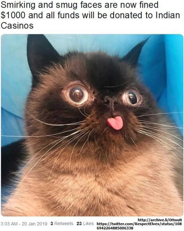 Smirking Cat Face | Know Your Meme