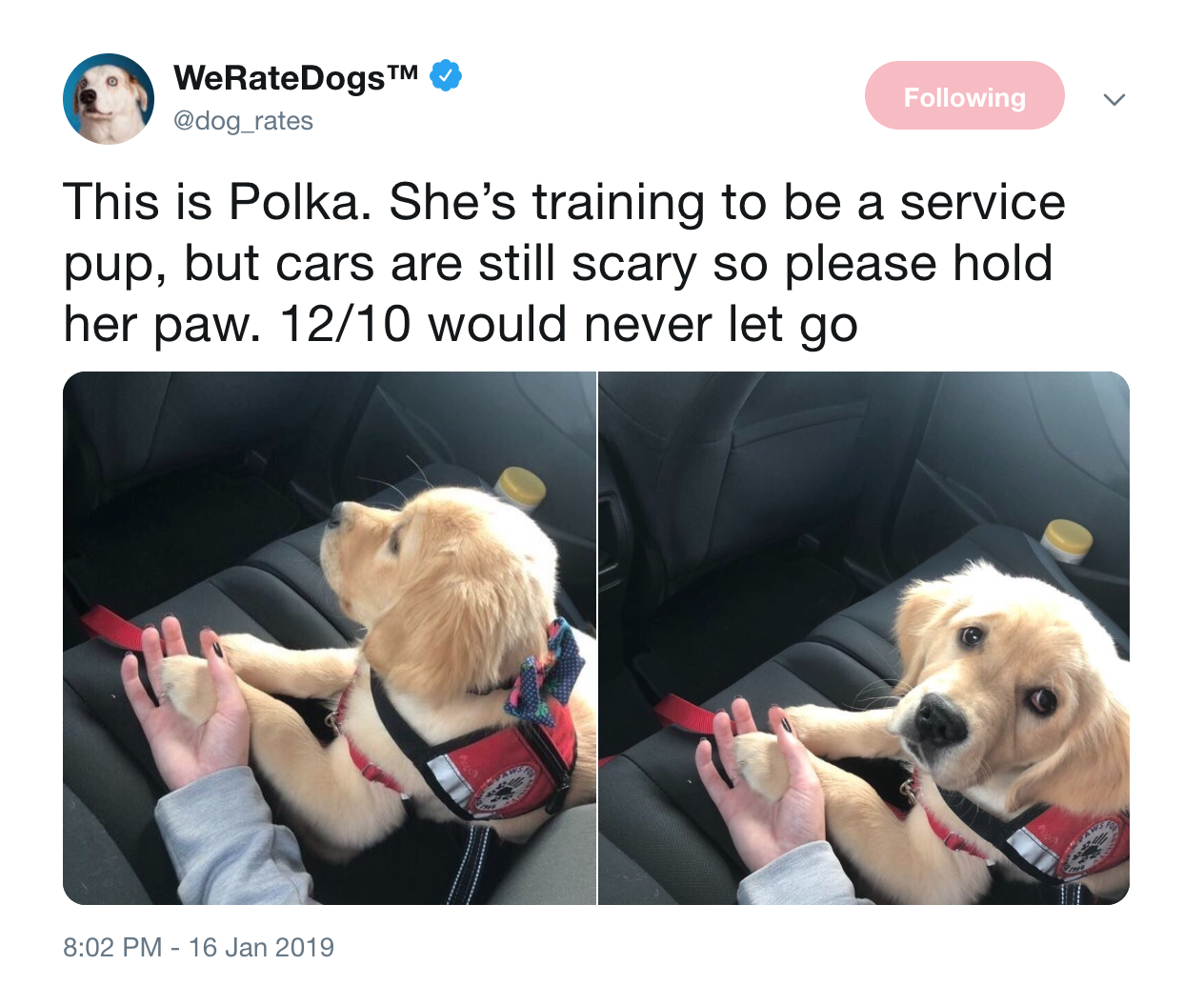 Polka Never Let Go | We Rate Dogs | Know Your Meme