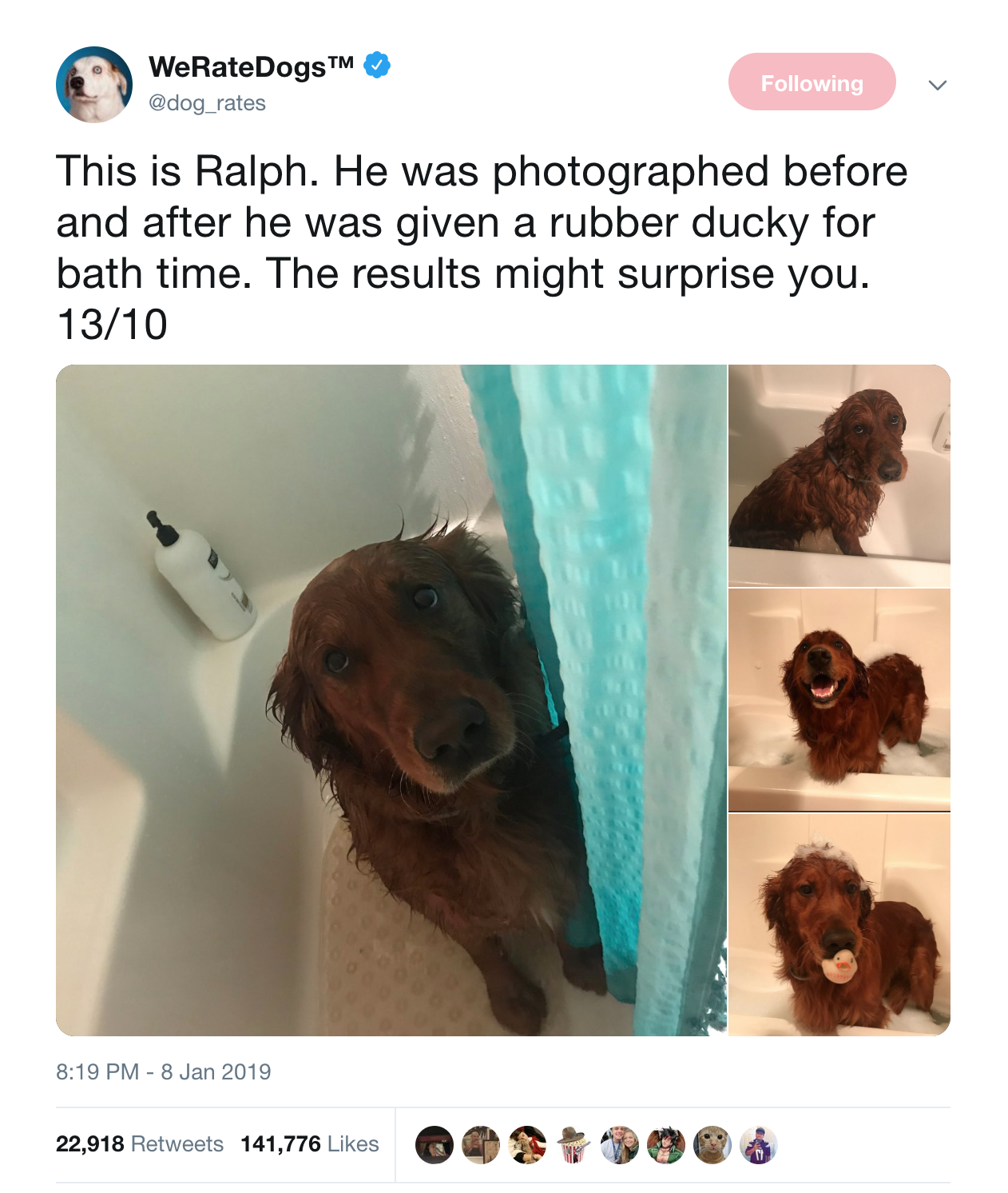 Ralph and the Adorable Ducky | We Rate Dogs | Know Your Meme