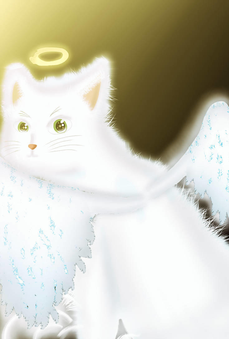 Angelic Cat | Peluchin Entertainment Animal Abuse Controversy | Know ...