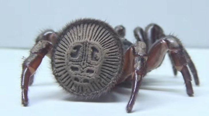 Chinese hourglass spider | Spiders | Know Your Meme