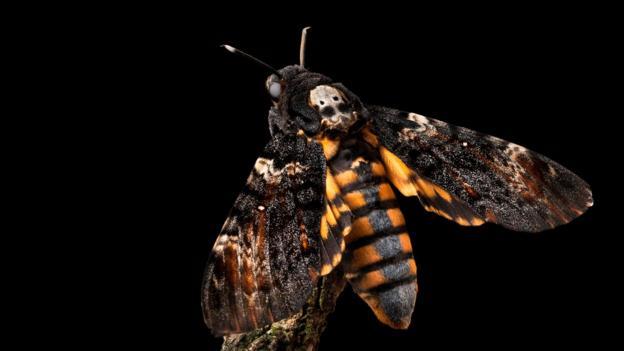 The "Death's-head hawkmoth" from The Silence of the Lambs with its ...