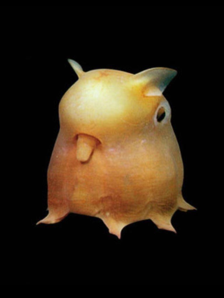 The Dumbo Octopus lives at extreme depths in oceans around the world ...